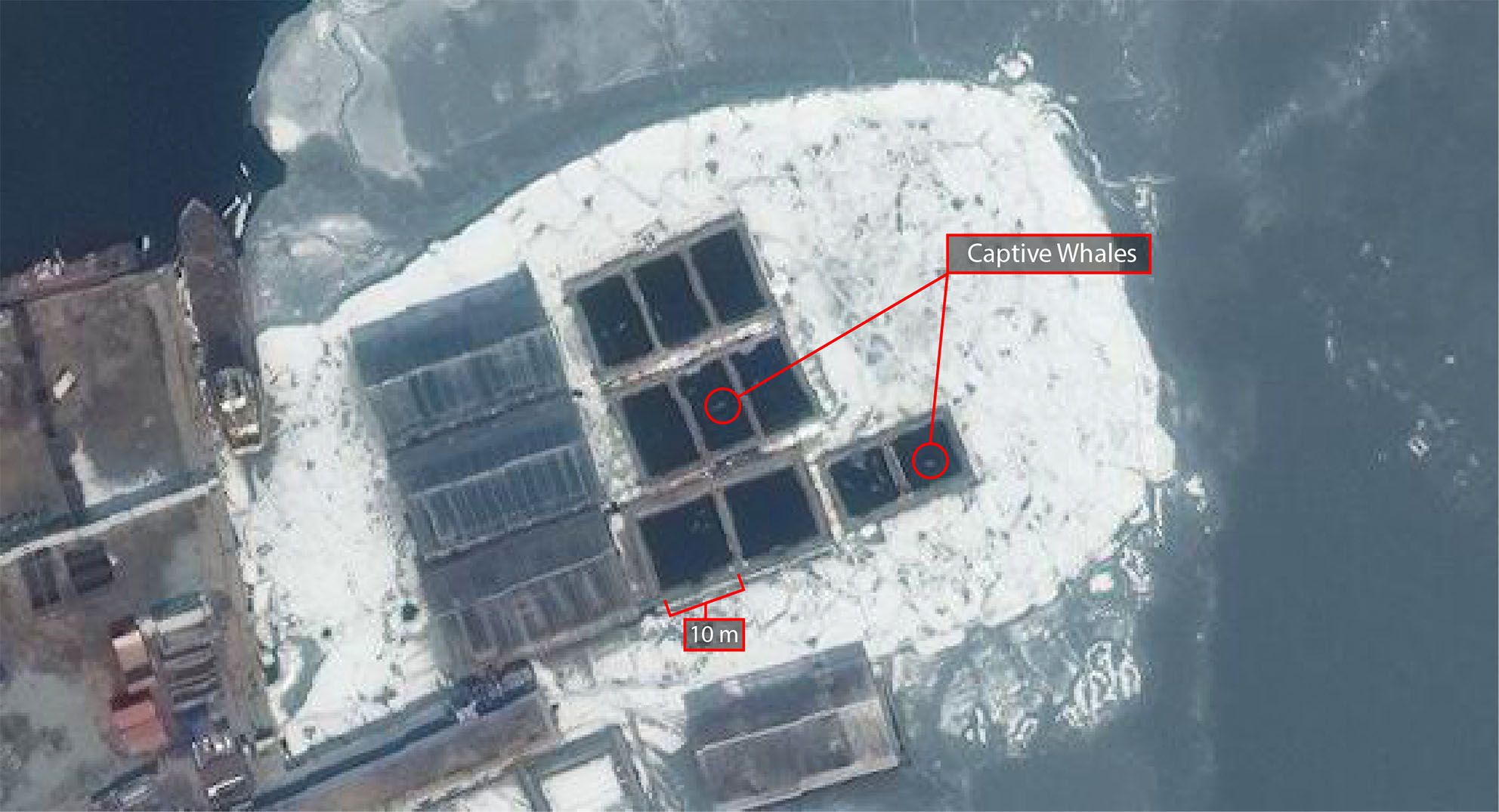 Satellite Imagery Shows Whales Held Captive In Russia | European Space ...