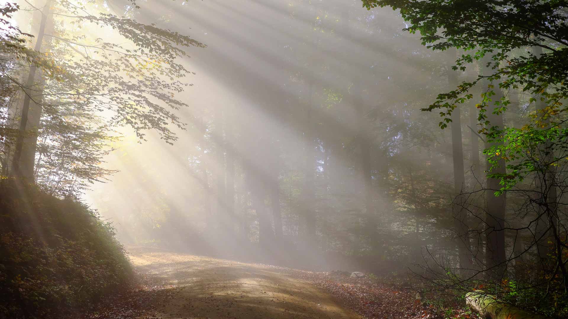 Seeing The Forest, And It’s Trees | European Space Imaging